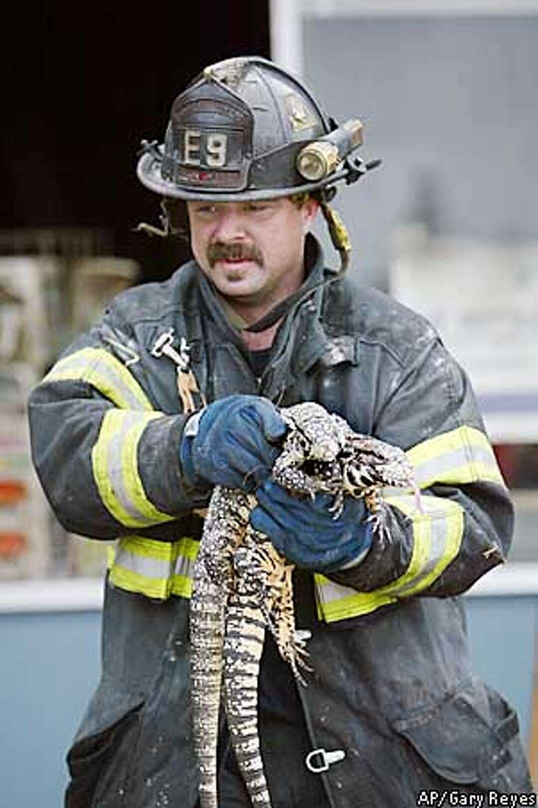 Snakes, other reptiles perish in smoky fire / Firefighters manage to ...
