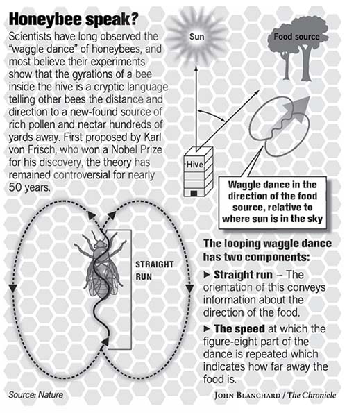 Wrangle over 'Waggle dance' / New study on insect communication puts ...