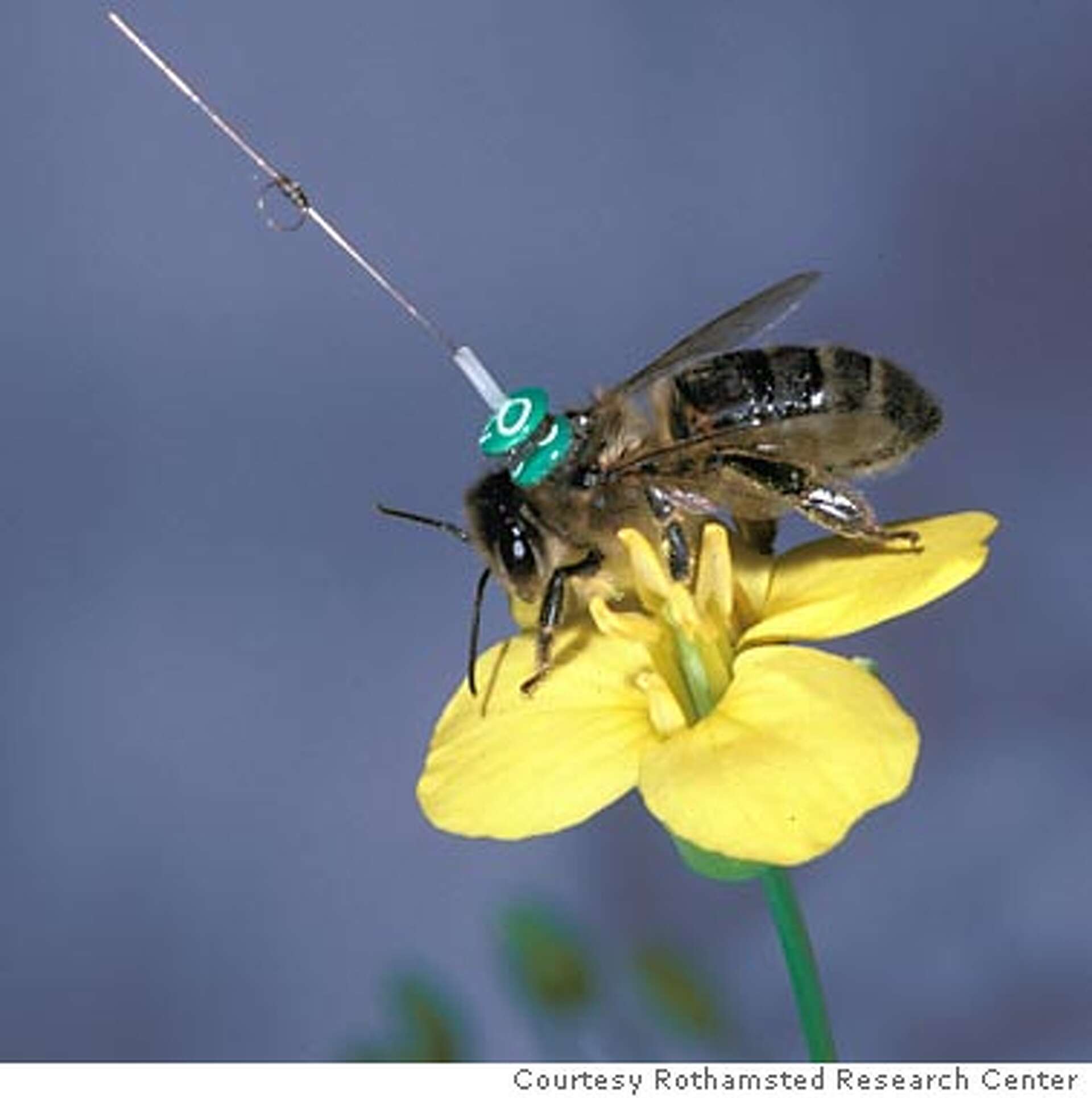 Wrangle over 'Waggle dance' / New study on insect communication puts ...