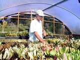 Let the natives have their way with you / Protea thrives on its ...