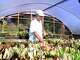 Let the natives have their way with you / Protea thrives on its ...