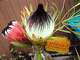 Let the natives have their way with you / Protea thrives on its ...