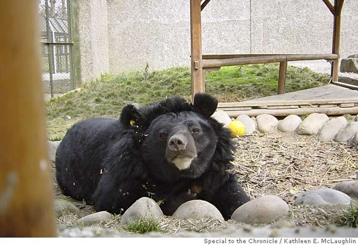 Freeing China's caged bile bears / Animal activists aim to curtail ...