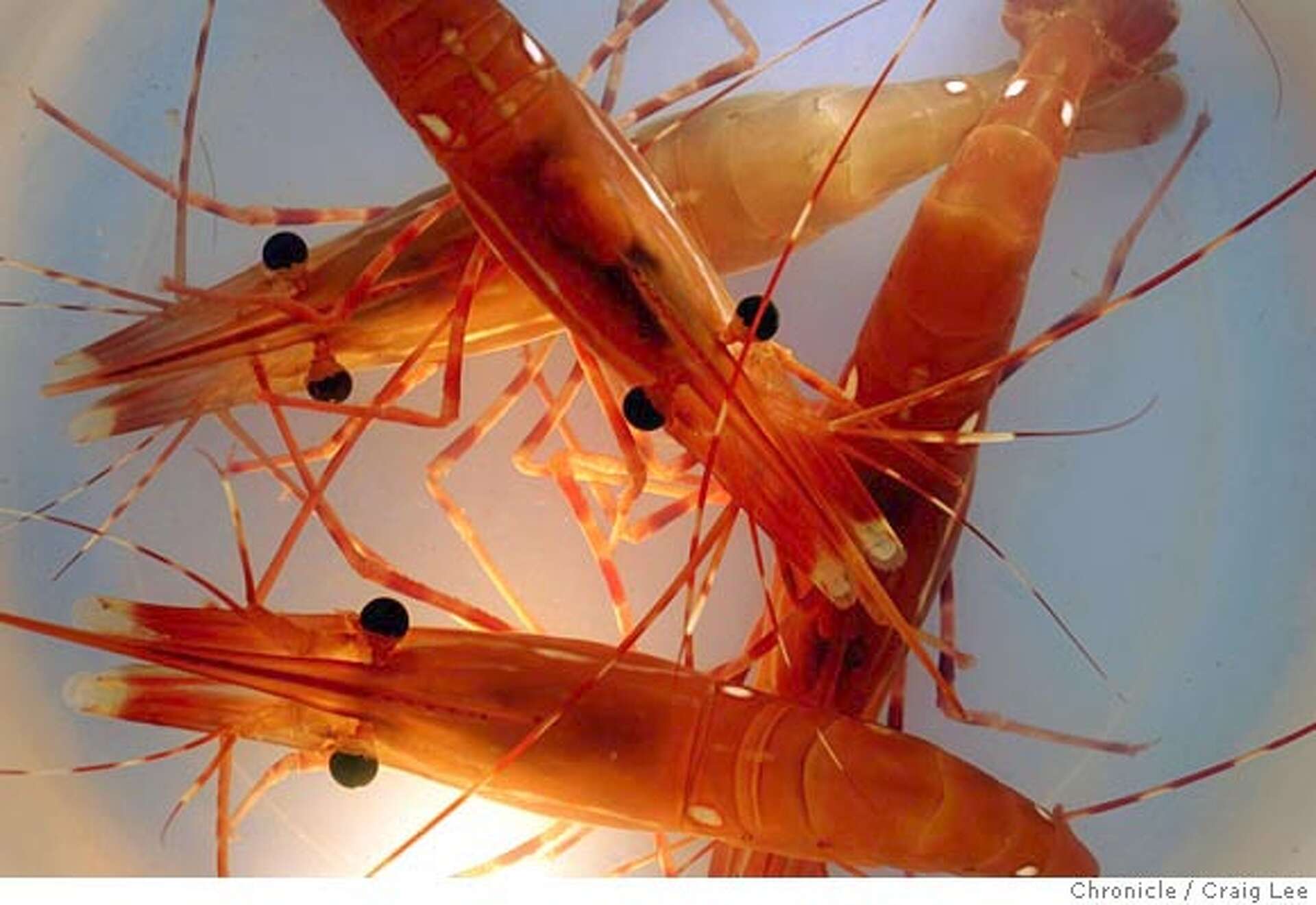 Sizing up shrimp / It's America's favorite seafood, but at what cost to ...