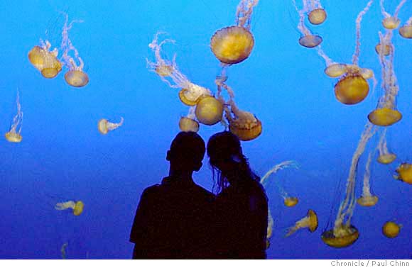 A celebration of the ocean / Monterey Bay Aquarium's mission to ...
