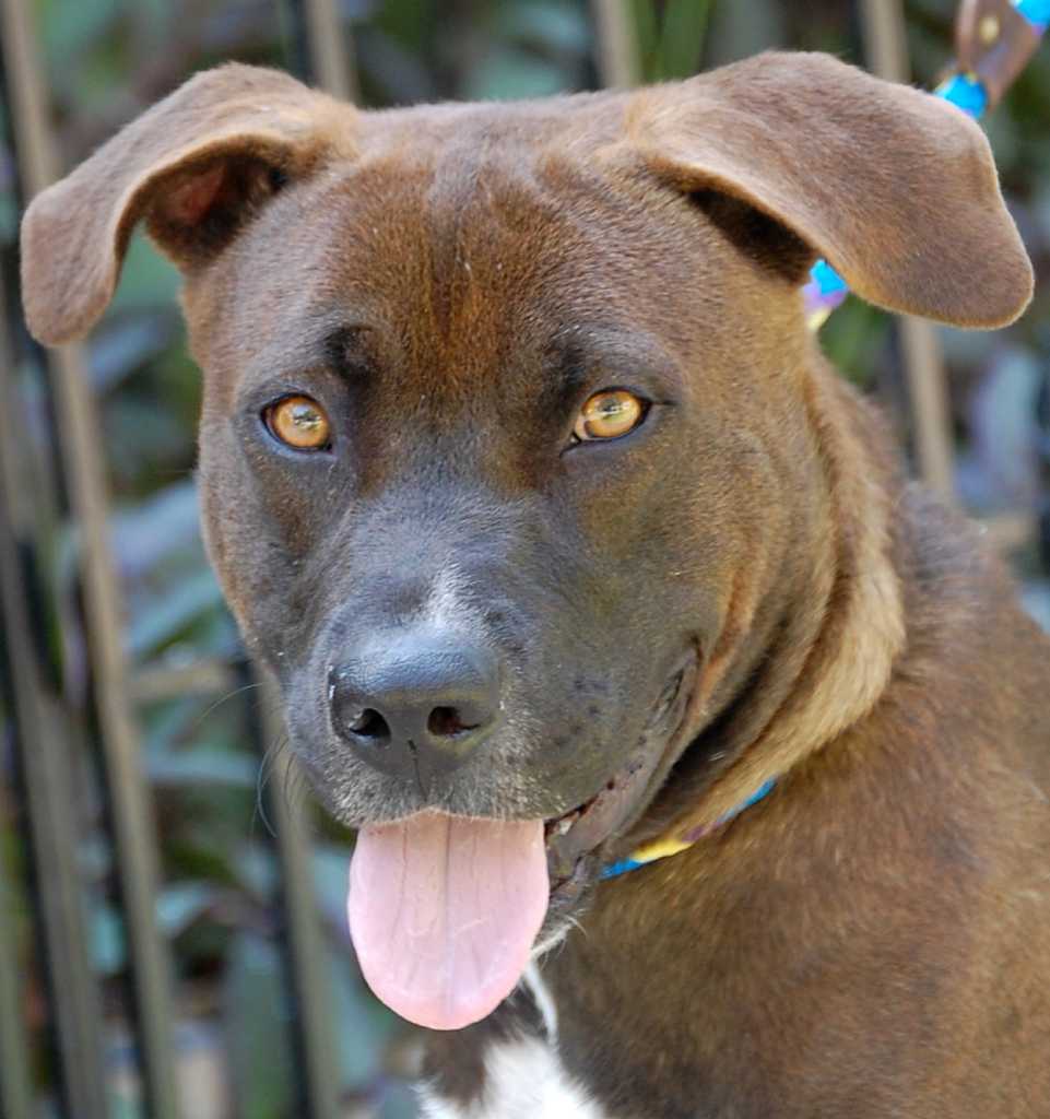 Pet Project: Ownership - good for them, good for you