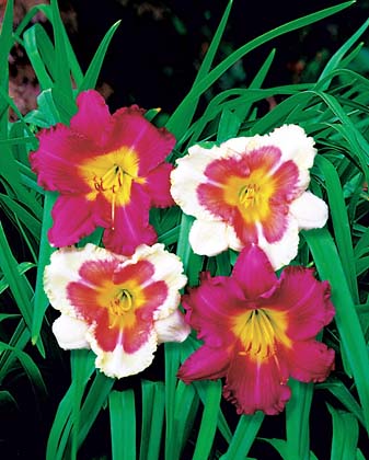 Having your flowers and eating them too / The lovely daylily an edible ...