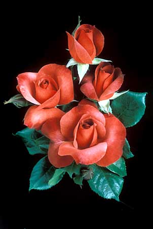 A parade of gorgeous new roses / All-America selections in time for ...