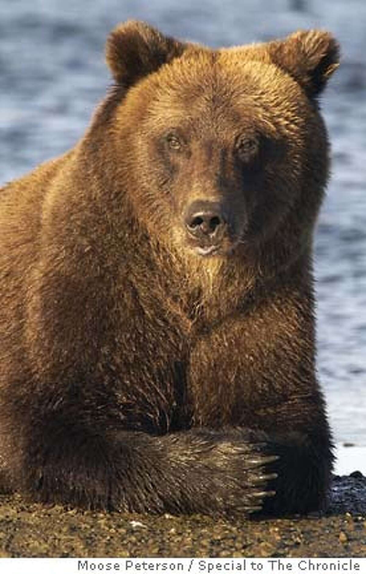 DESTINATION ALASKA / URSA MAJOR / Guides deliver eager humans into bear ...