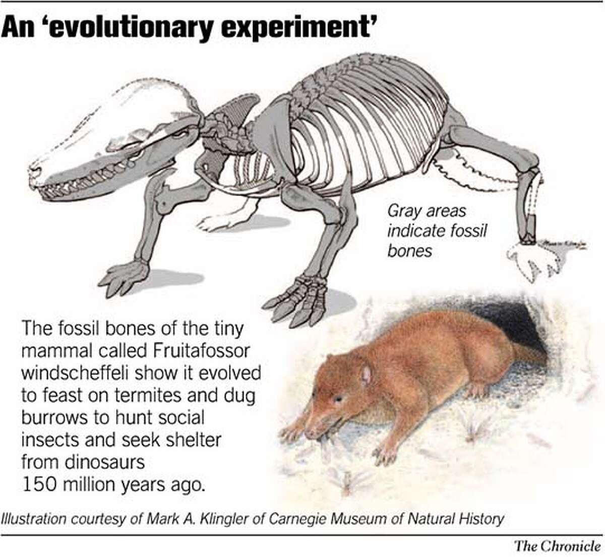 Fossilized creature had arms like Popeye 150 million years ago ...