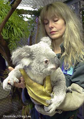 Koalas Found -- Stressed, Hungry / Teens stole marsupials for ...