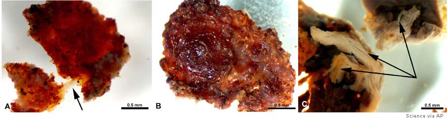 T. rex soft tissues recovered in Montana / Nonfossil rarity has ...