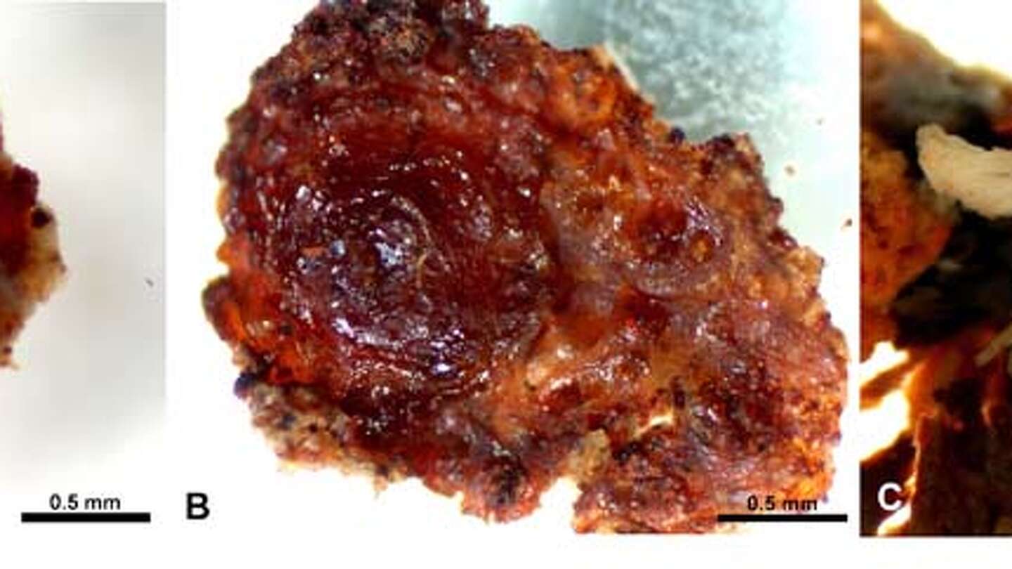 T. rex soft tissues recovered in Montana / Nonfossil rarity has ...