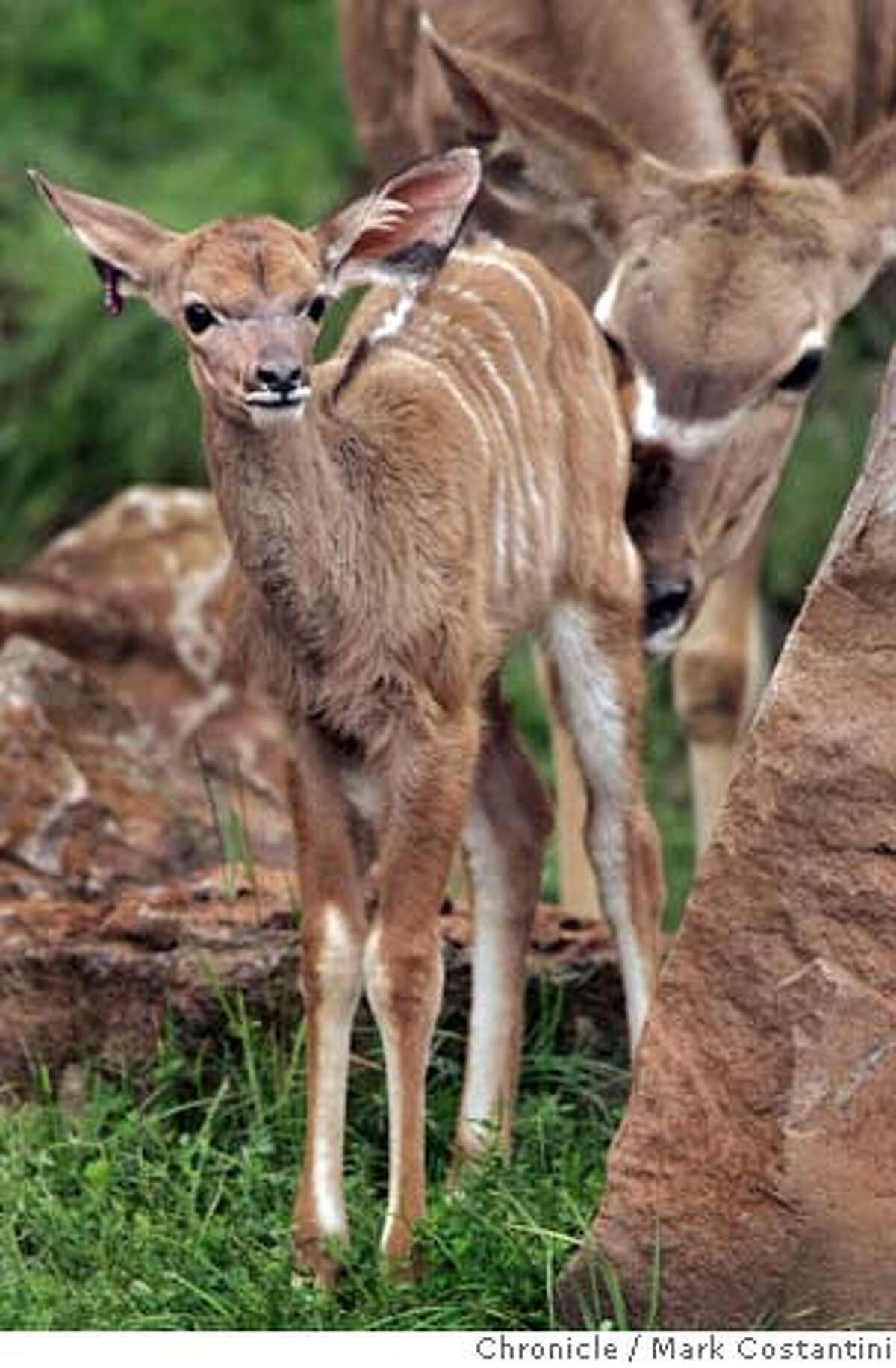 Kudos to the kudu's ears