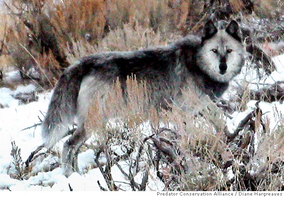 Wolves' status depends on where they stand