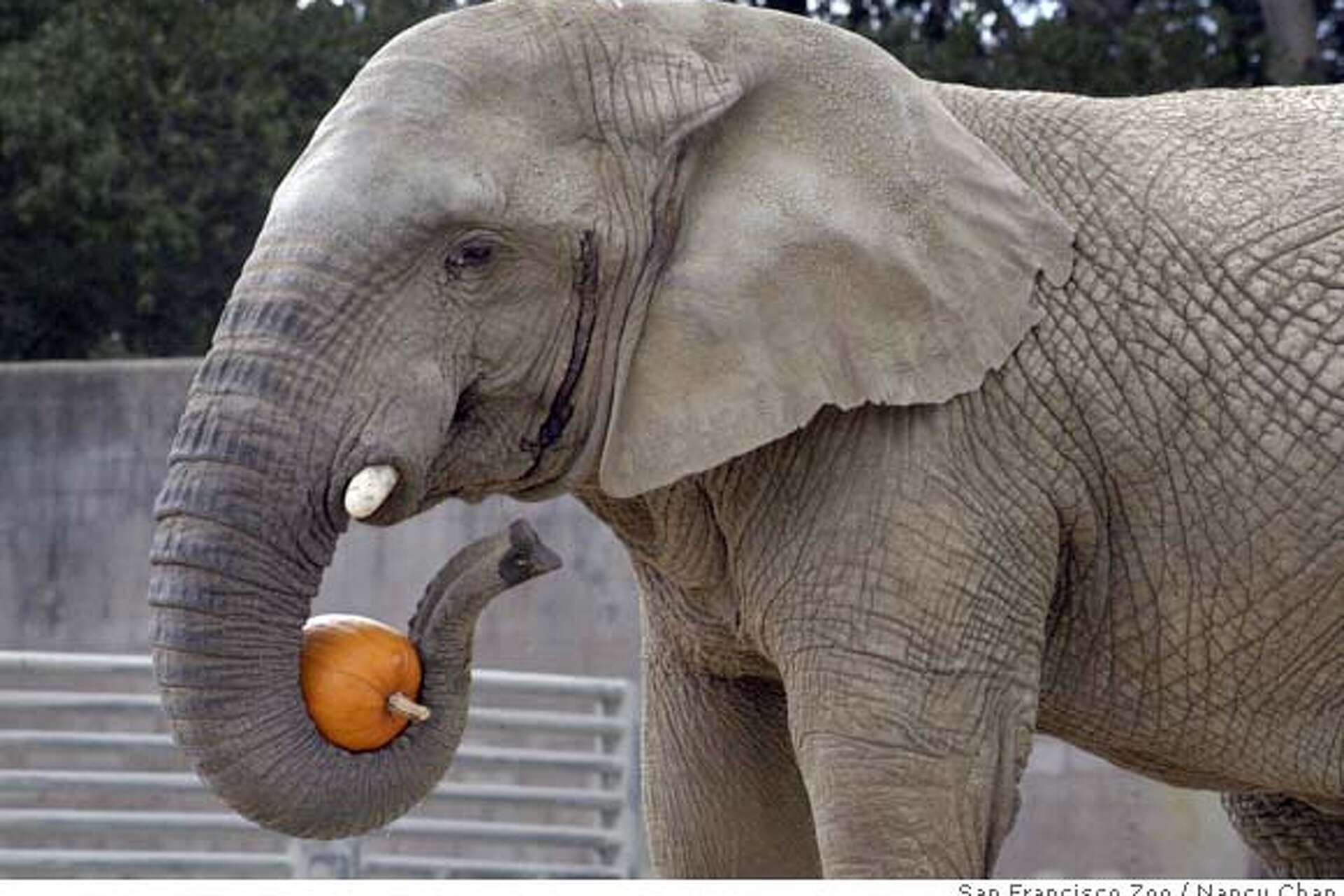 SAN FRANCISCO / Zoo's last elephant packs her trunk / Lulu's new home ...