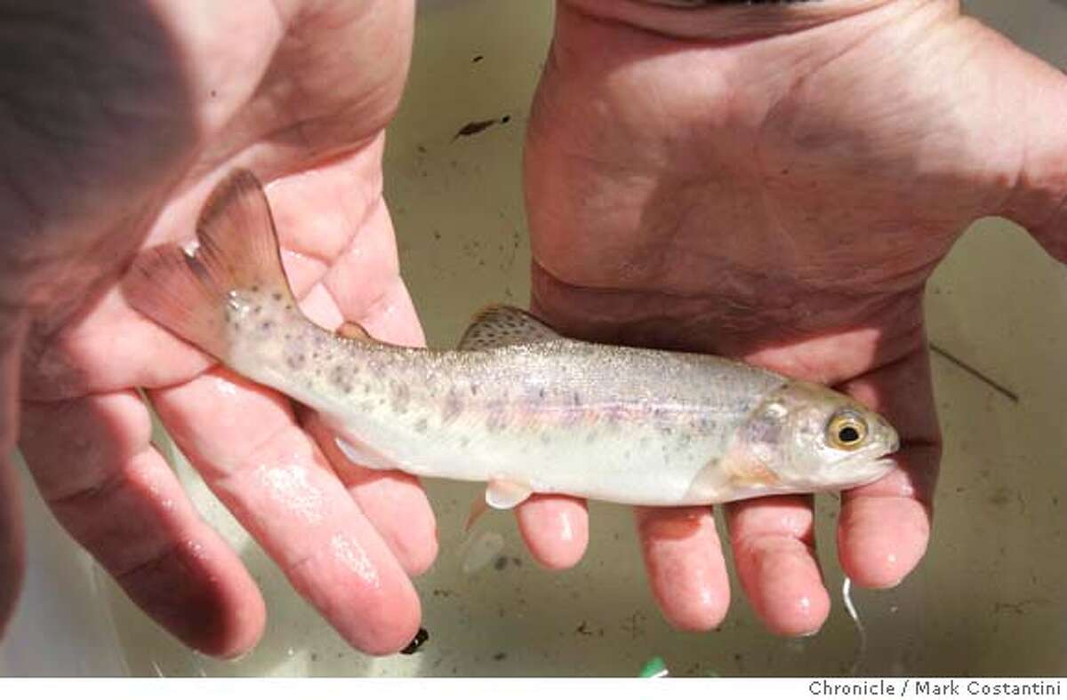 BERKELEY / Trout colony thriving in urbanized stream / Discovery buoys ...