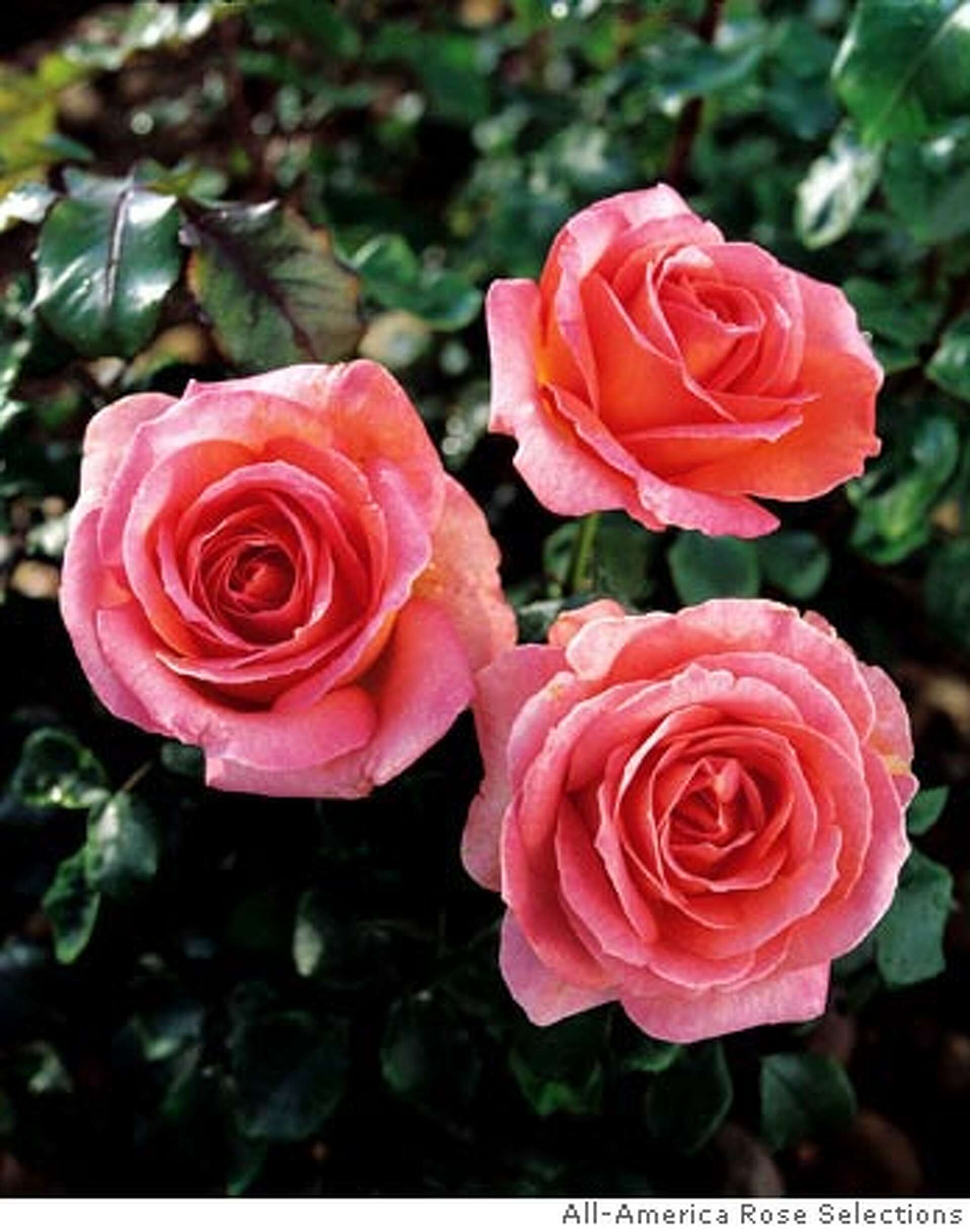 New faces / Breeders offer hassle-free roses that can thrive in the Bay ...