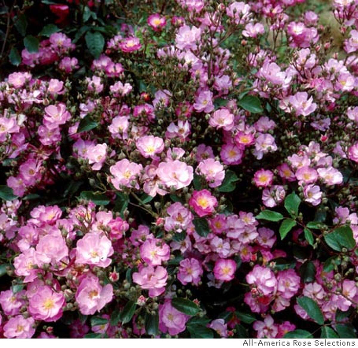 New faces / Breeders offer hassle-free roses that can thrive in the Bay ...