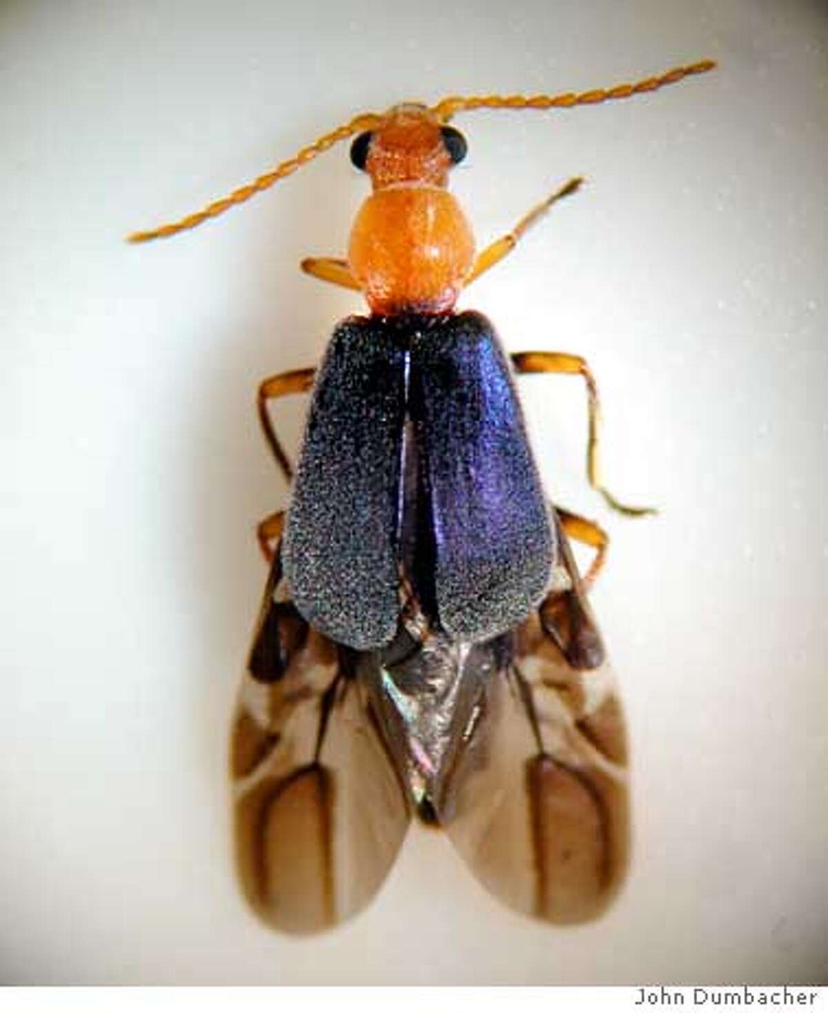 Sniffing out a lethal link between birds, beetles / S.F. researcher ...