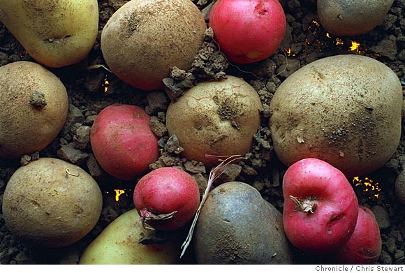 Garden-grown spuds surpass market varieties / Garden-grown varieties ...