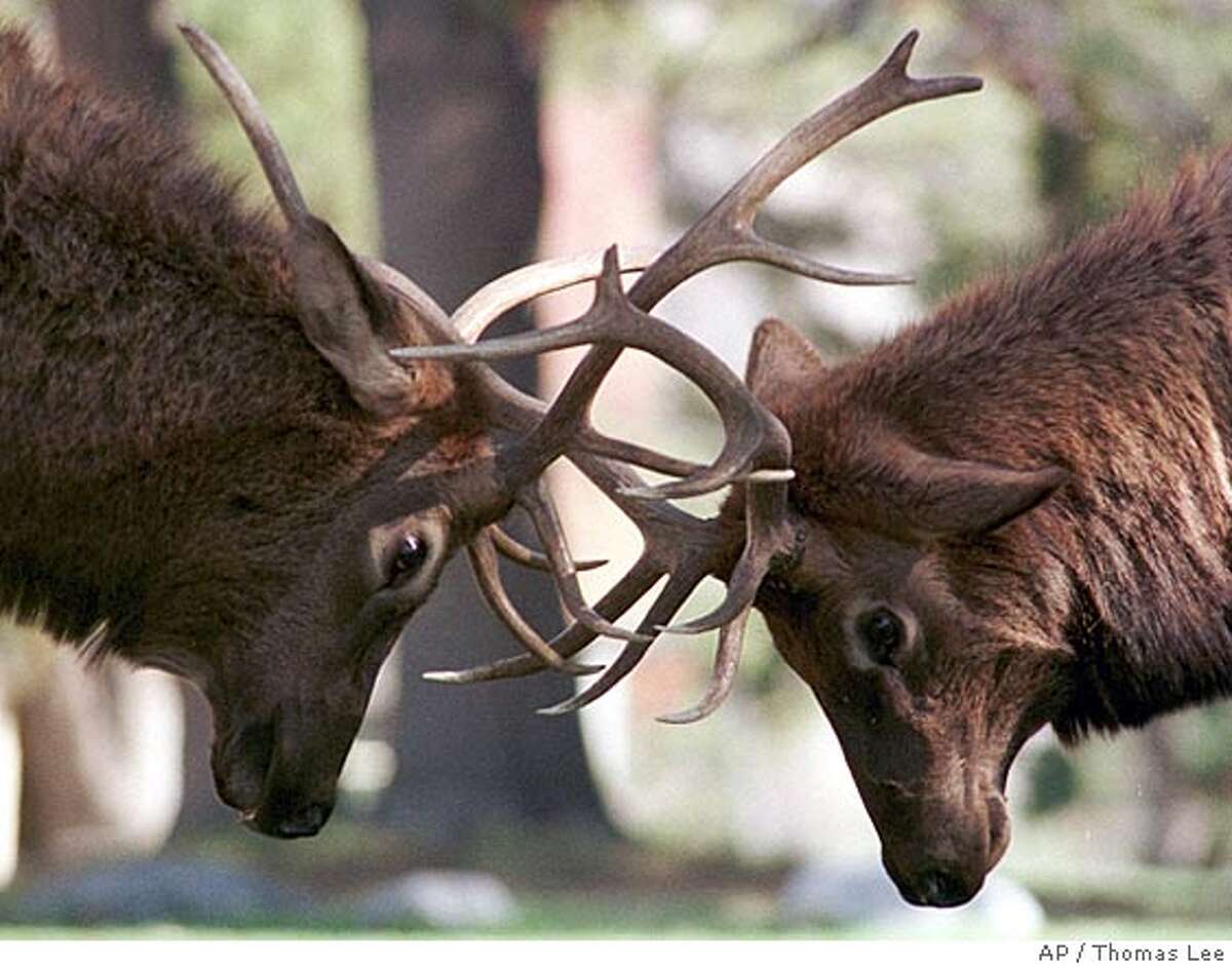 Video: Bull elk charges man at Yellowstone National Park