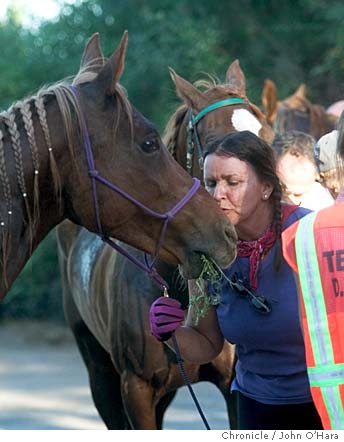 Arabians have the right stuff / Horse breed has heart for endurance