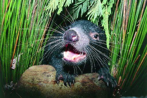 A devil of a time in Tasmania / Australia's green island home to odd ...