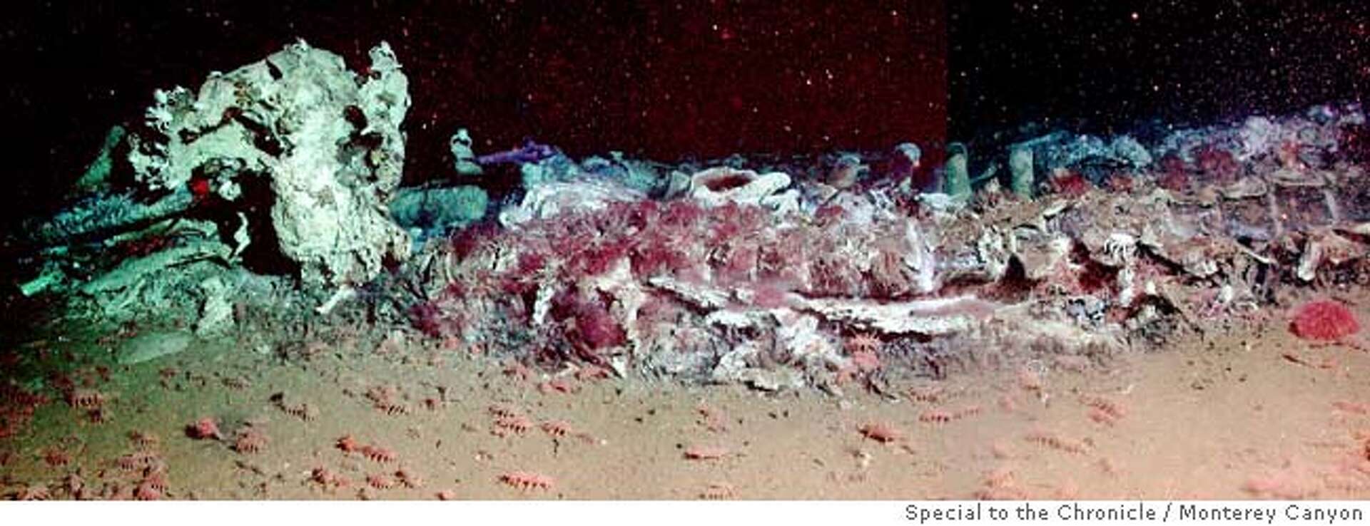 Bizarre deep-sea worms dine on whale bones / Newly discovered genus ...