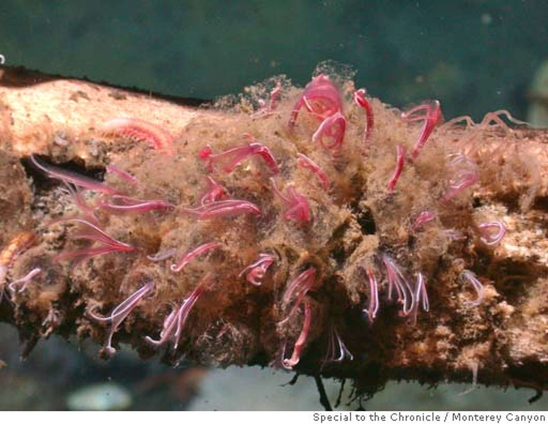 Bizarre deep-sea worms dine on whale bones / Newly discovered genus ...