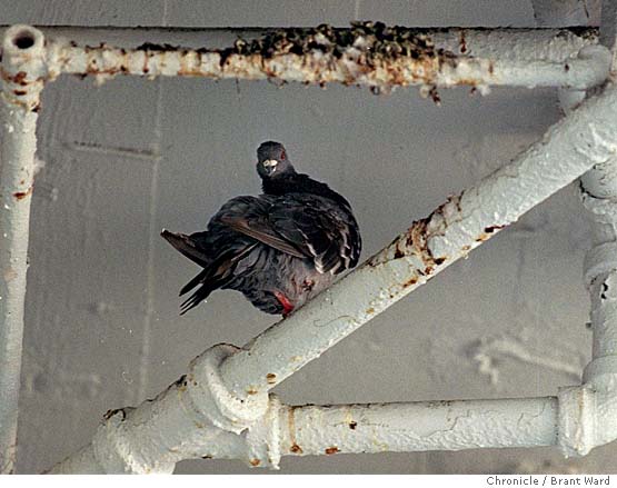 The poop about pigeons / The birds we love to hate are faithful and ...