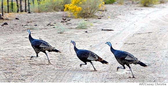 Catch a glimpse of these turkeys gone wild
