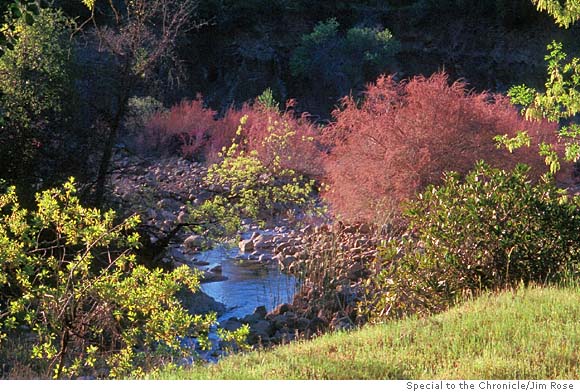 Native ornamental trees light up the landscape