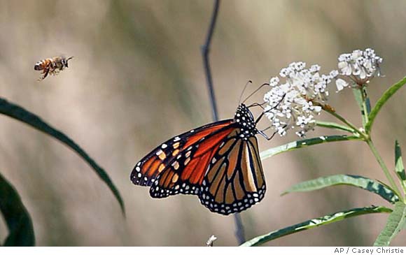 Insect traffic alert: backup at the nectar-filled flowers
