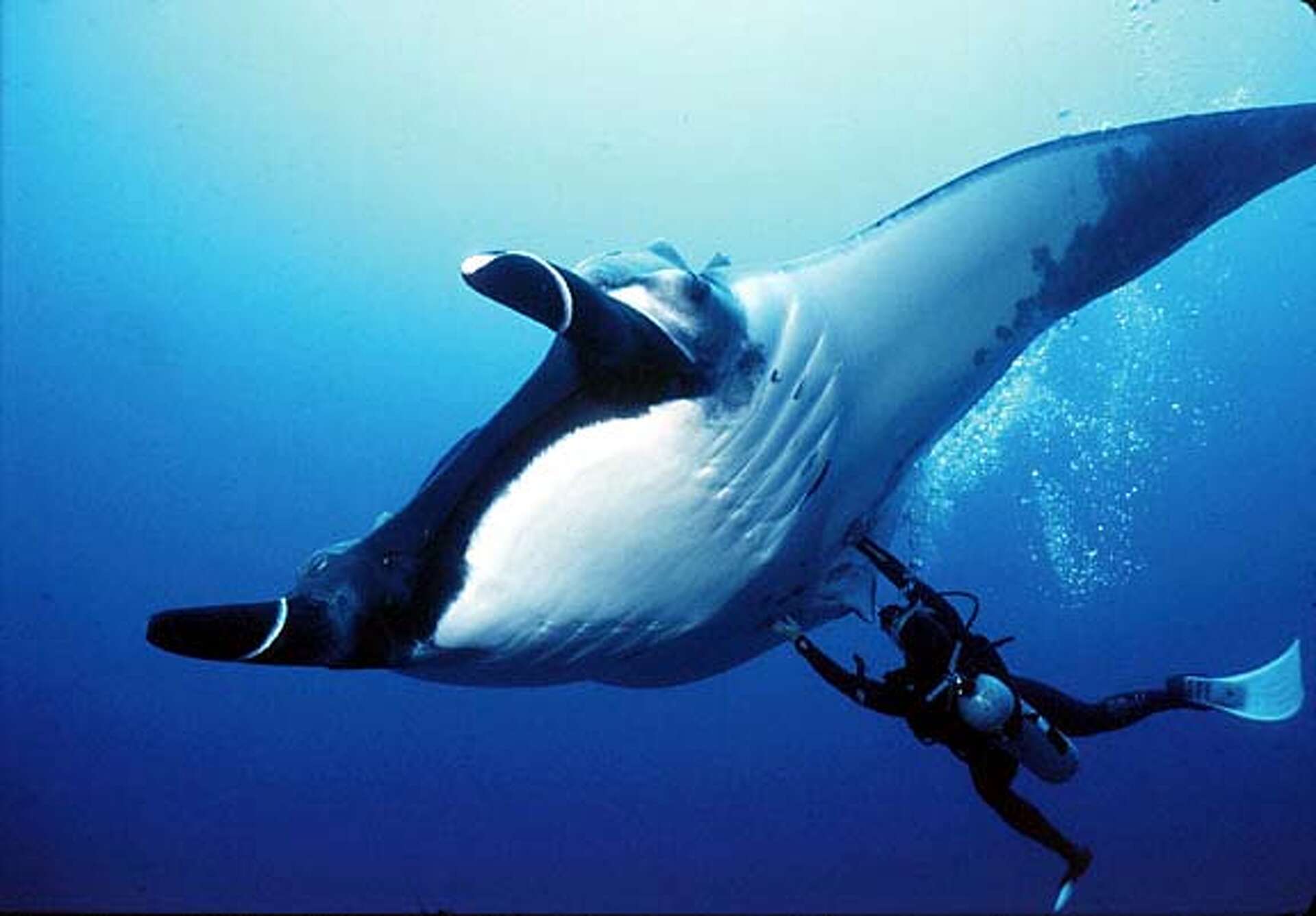 DESTINATION MEXICO / Beginners can dive right in at Baja reef park ...