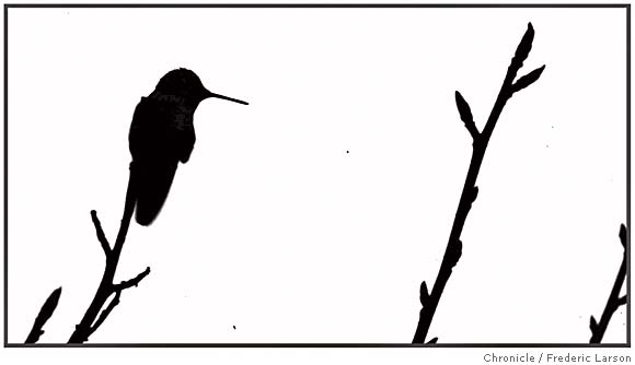 Silhouette of spring