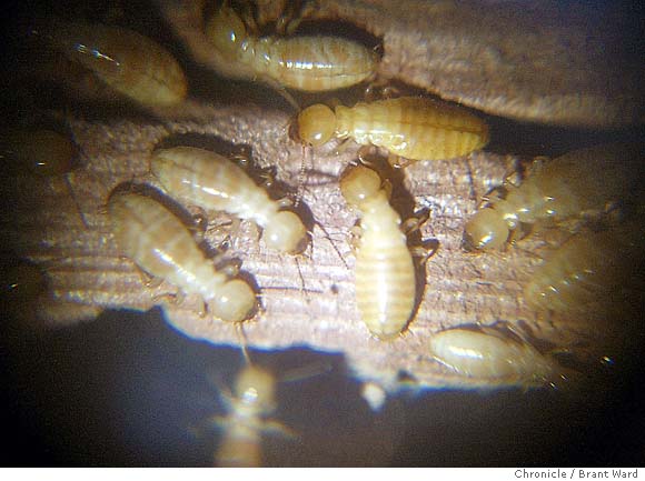 Play it safe with your termite treatment