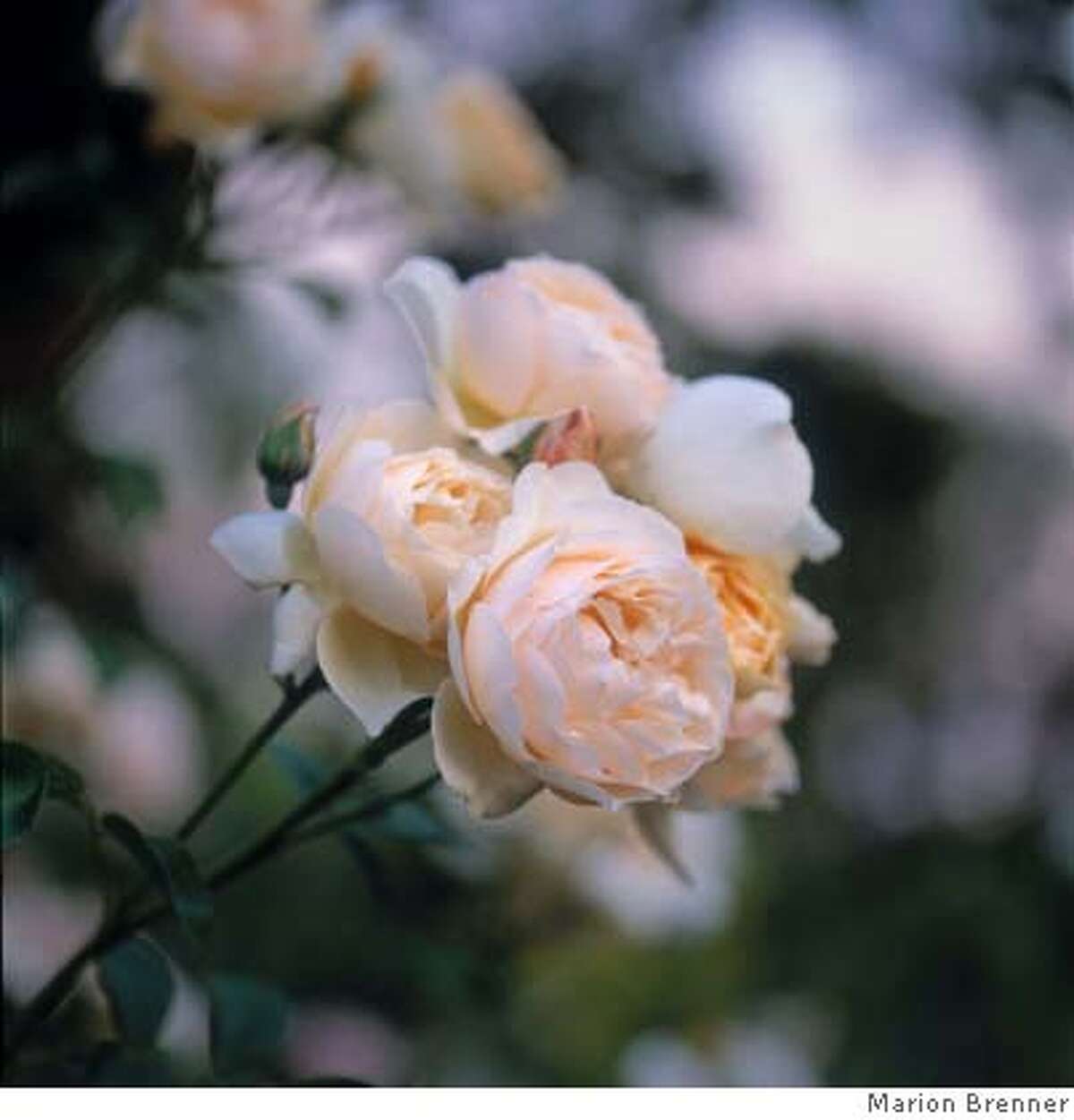 GARDEN / Rooting for Roses / Fragrant awards await rose growers in ...