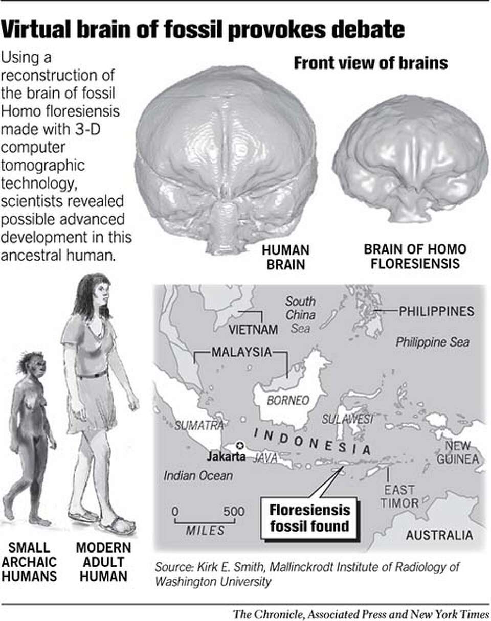 Hopping mad over 'hobbit' / Scientists fight over fossil skull and ...