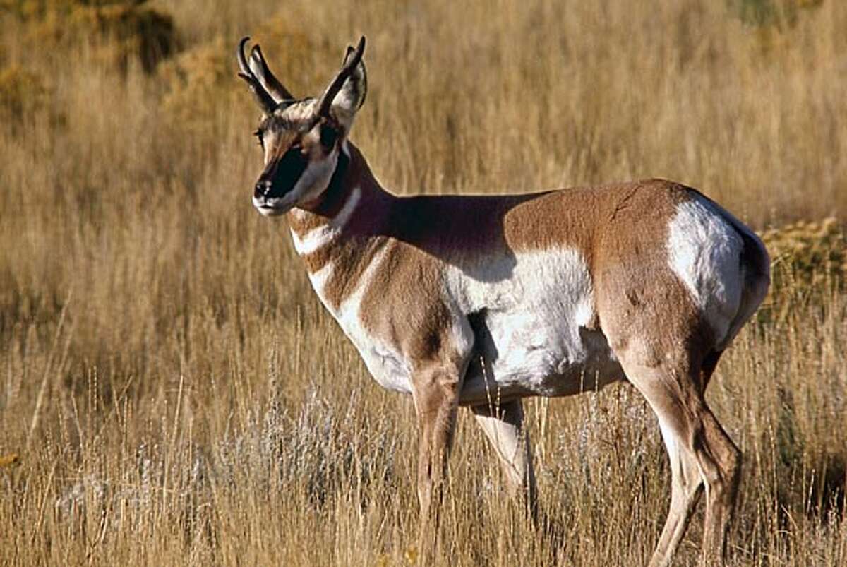 The noble pronghorn struggles to survive