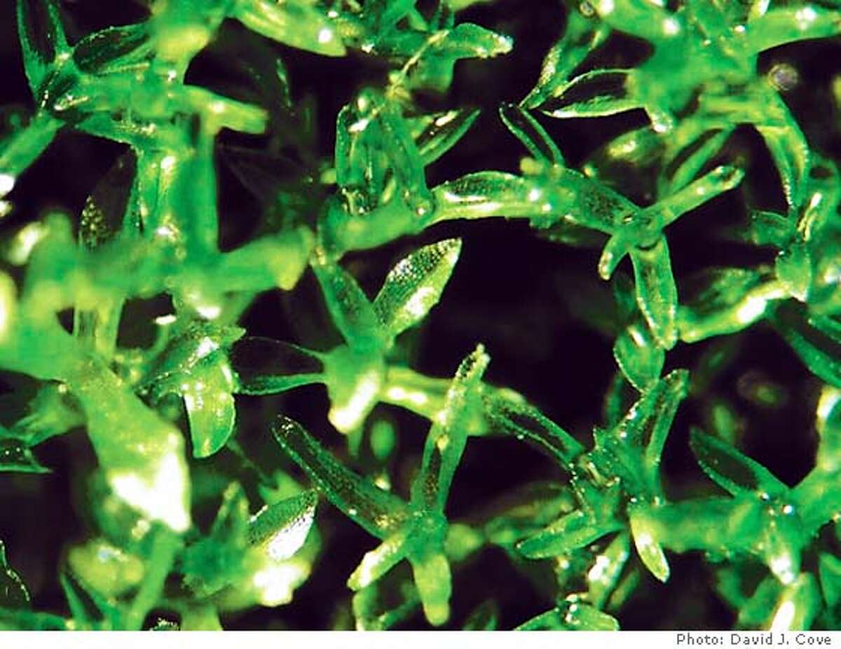 Figuring out the very nature of nature / UC lab heads groundbreaking ...