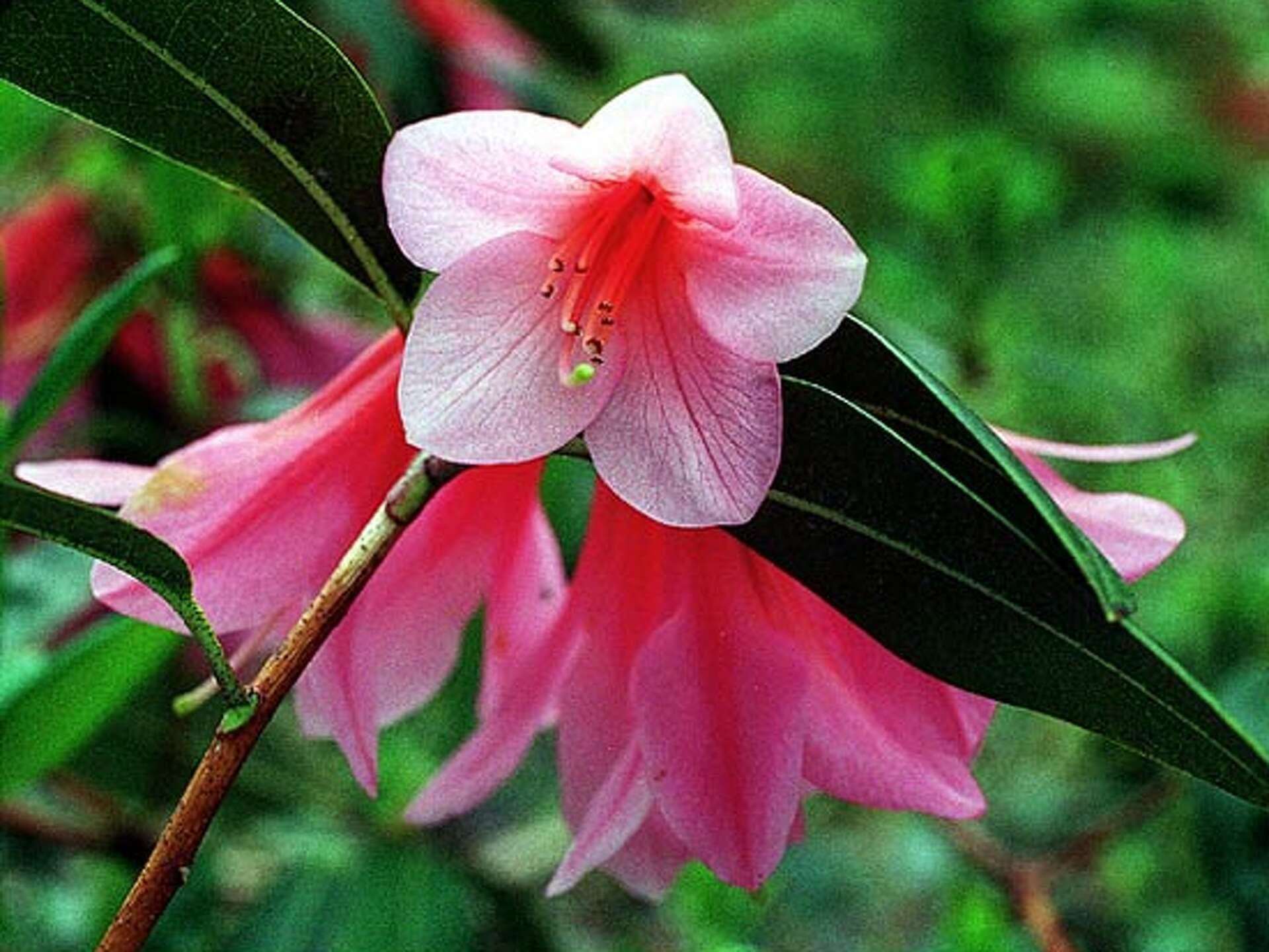 Behold the lovely rhododendron -- and beware its maddening toxins