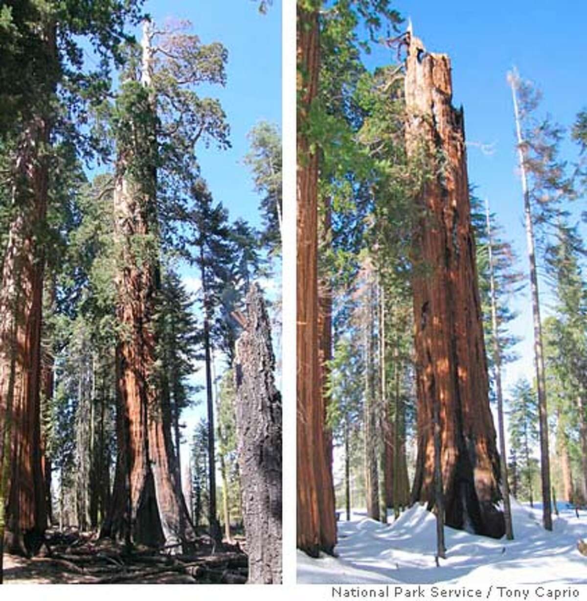 CALIFORNIA / Giant sequoia getting shorter / Washington Tree has lost ...