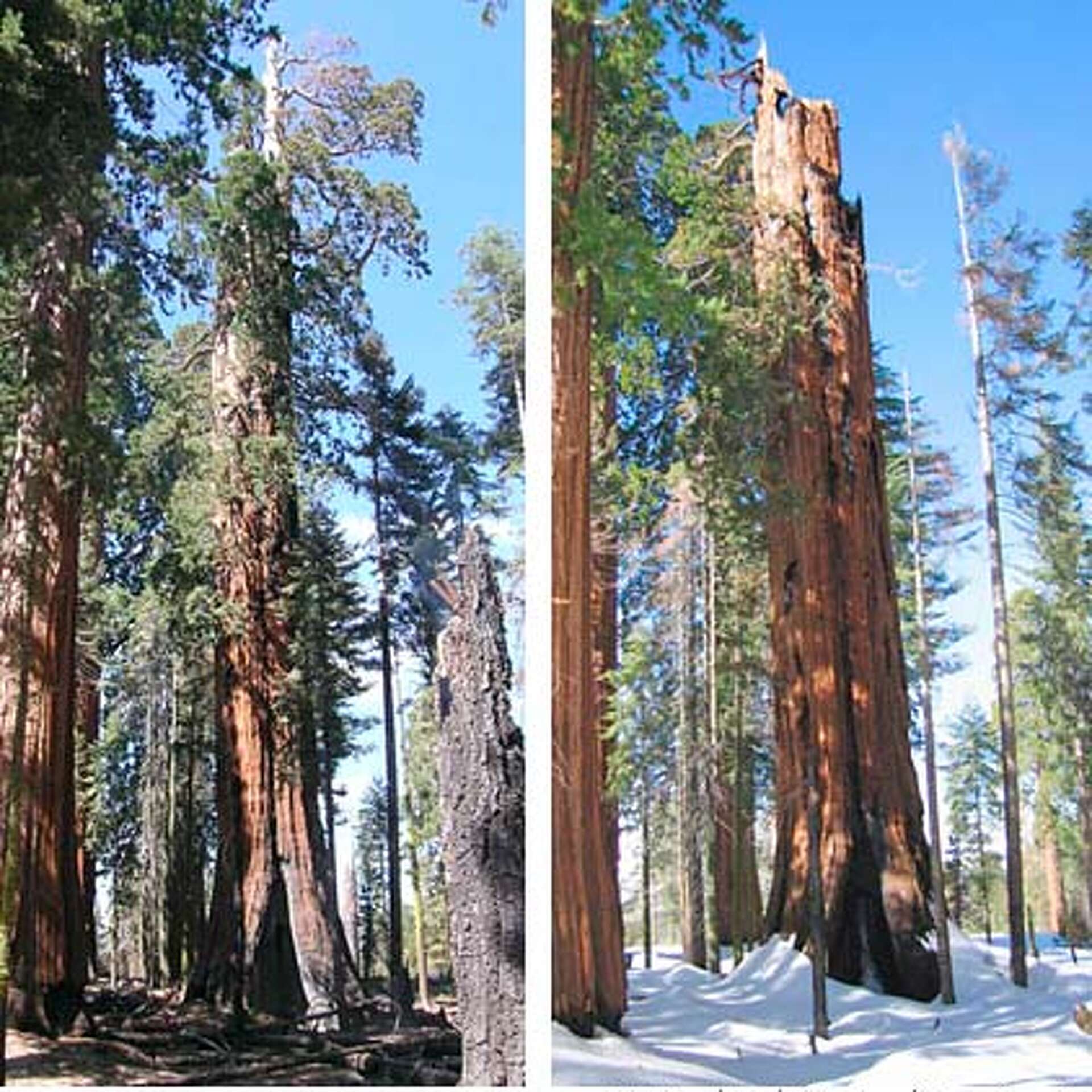 CALIFORNIA / Giant sequoia getting shorter / Washington Tree has lost ...