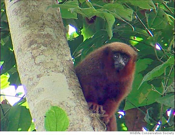 THAT'S MONKEY BUSINESS / High bidder to snag right to name newly ...