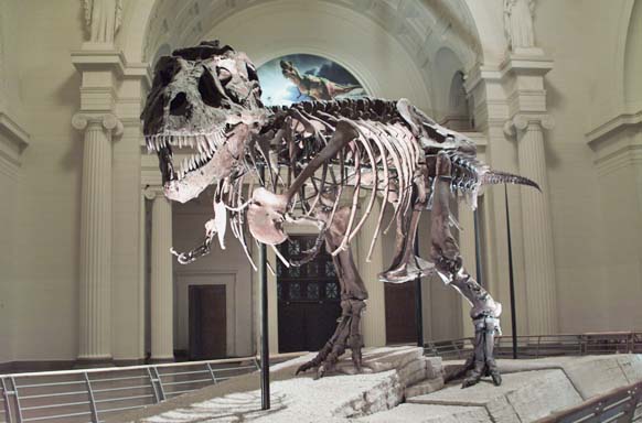 Vicious T. rex, fast-growing teenage giant / New study shows adolescent ...