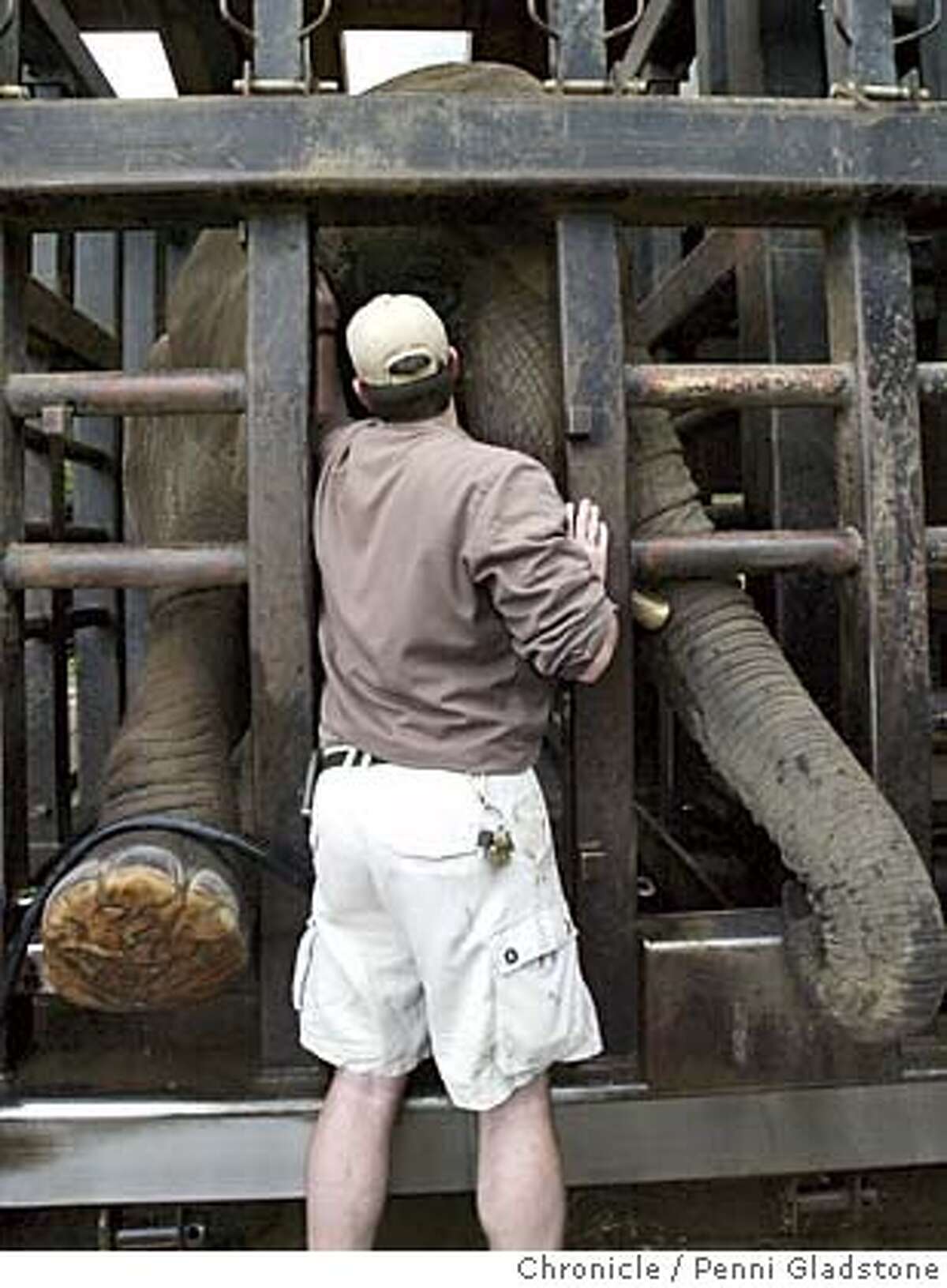 OAKLAND / The big thing at the zoo / Bucking national trend of sending ...