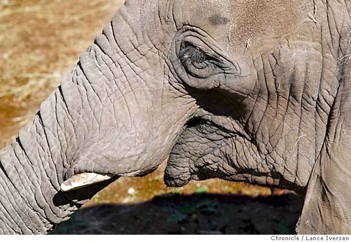 OAKLAND / The big thing at the zoo / Bucking national trend of sending ...