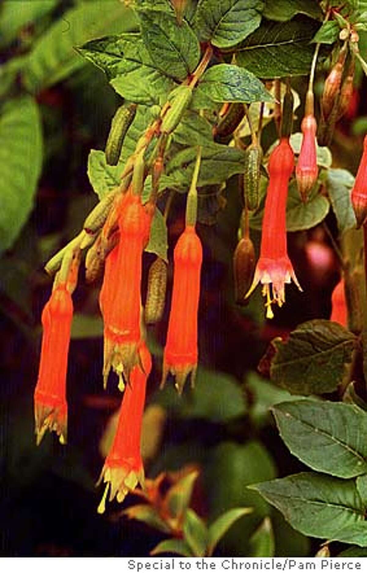 Fuchsias return, 20 years after bout with mite