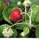 Delaney's delight / Noted S.F. landscape architect's latest healing ...